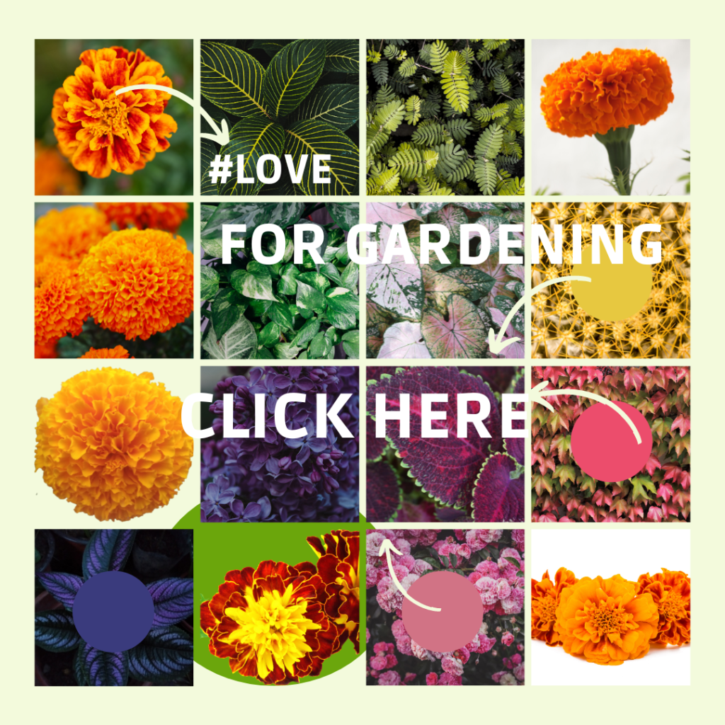 Marigold Flower (Sayapatri): The Radiant Heart of Diwali – Symbolism ...